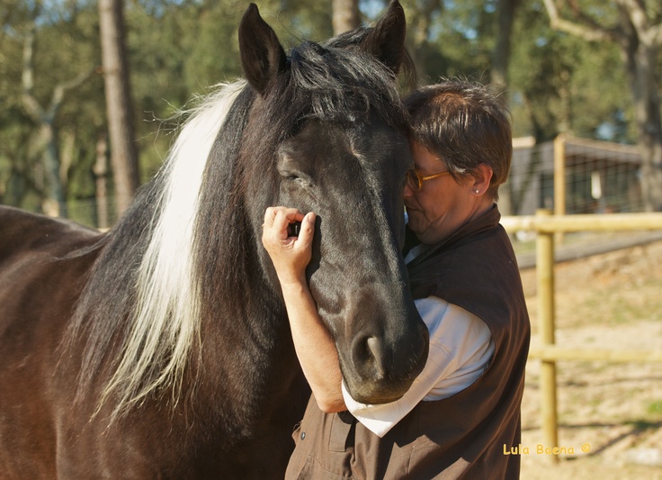 caballo paz - Procesos y Aprendizaje